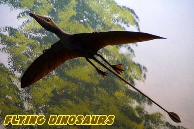 Flying Dinosaurs Names | Pterodactyl, Quetzalcoatlus, & Dimorphodon