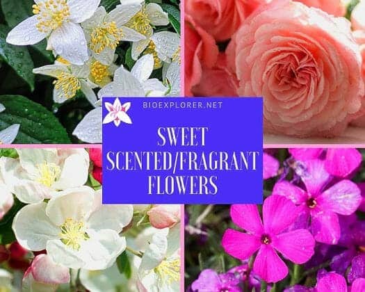 Top 100 BEST Fragrant Flowers | Sweet-scented Flowers | BioExplorer