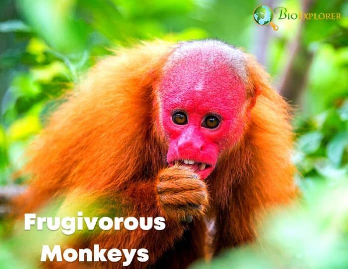 Frugivorous Monkeys | Types of Frugivore Monkeys | BioExplorer