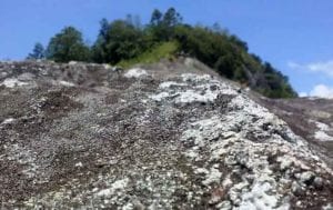 Biological Weathering Definition, Process, Types & Examples