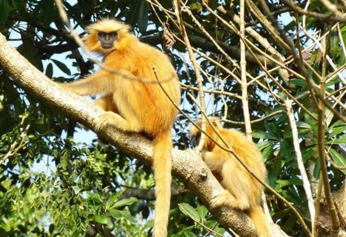 Gee's Golden Langur | Trachypithecus geei | Characteristics | Diet