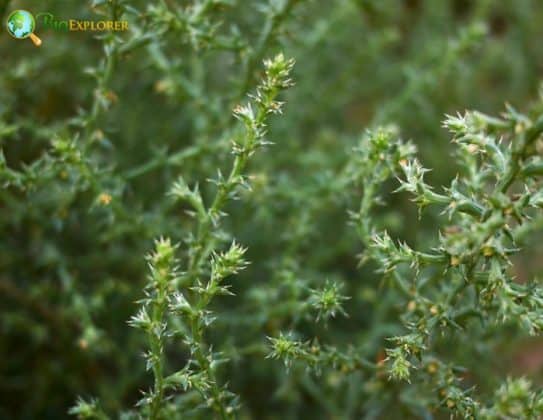 Saltwort Flower | Salsola Kali | Desert Flower | BioExplorer