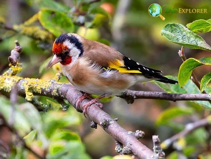 What Do Goldfinches Eat? | Goldfinch Diet By Types | What Eats Goldfinches?