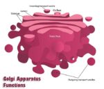 Top 8 Golgi Apparatus Functions In Cell | Golgi Body Functions