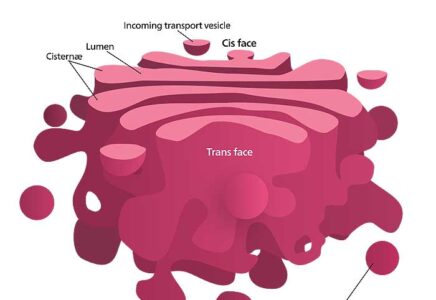 Vesicle Functions | Types of Vesicles | 9 Major Functions of Vesicles