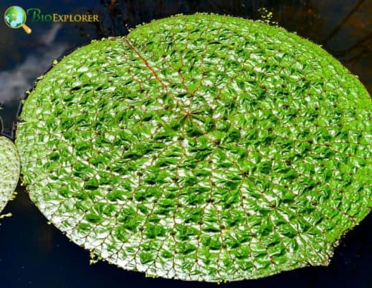 Prickly Water Lily Flower | Euryale Ferox | Wildflower | BioExplorer