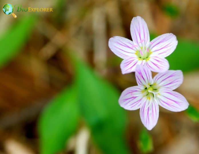 Spring Beauty Flower | Claytonia Virginica | Wildflower | BioExplorer