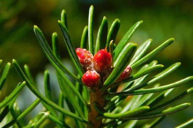 Classification of Plants | 4 Main Types of Plants | BioExplorer