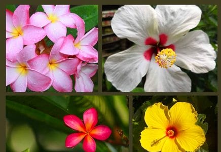 Top 25 Bicolor Flowers | Nature's Two-Toned Wonders!