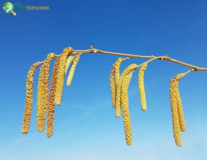 Hazelnut Flower | Corylus avellana | Cobnut | BioExplorer.net