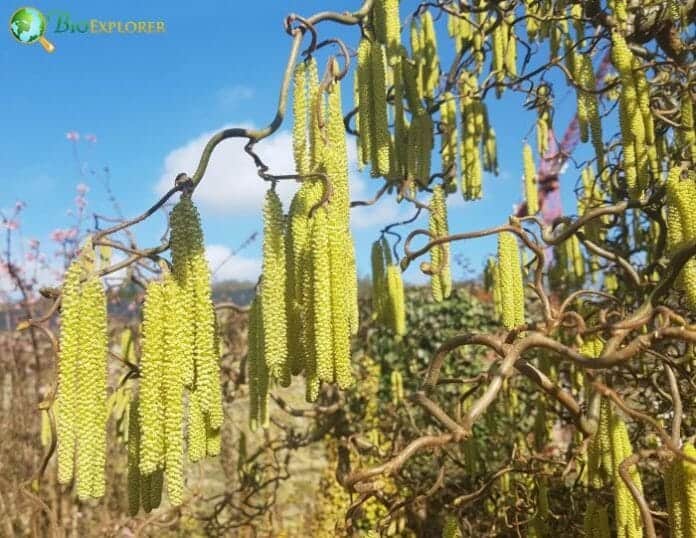 Hazelnut Flower | Corylus avellana | Cobnut | BioExplorer.net