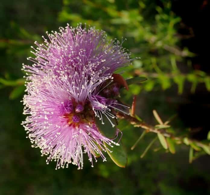 Melaleuca Flower | Tea Tree | Honey Myrtle | Paper Bark | BioExplorer