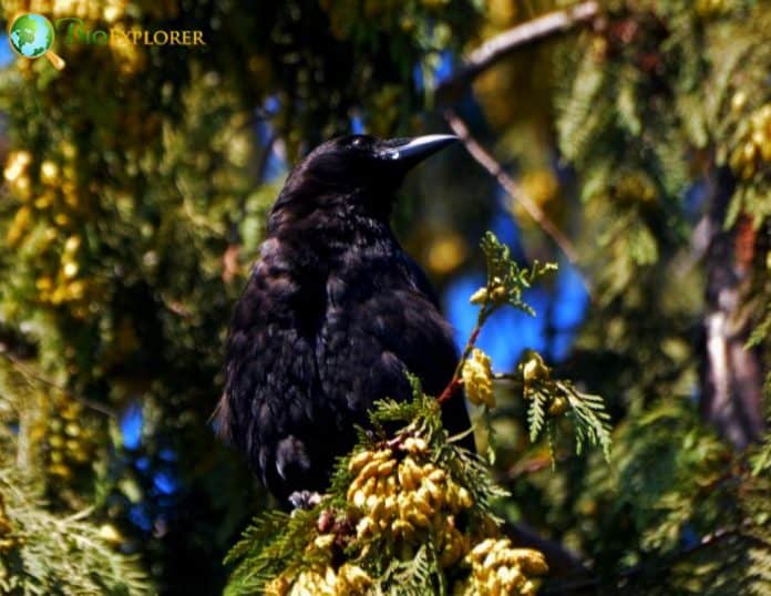 Northwestern Crow | Corvus Caurinus | Black Bird | BioExplorer