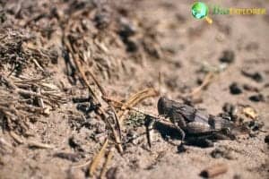 What Do Crickets Eat? | Cricket Diet By Types | What Eats Crickets?