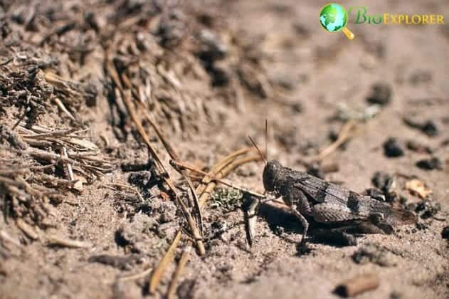 What Do Crickets Eat? | Cricket Diet By Types | What Eats Crickets?