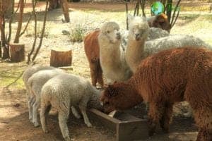 What Do Alpacas Eat? | Alpacas Diet By Types | Biology Explorer