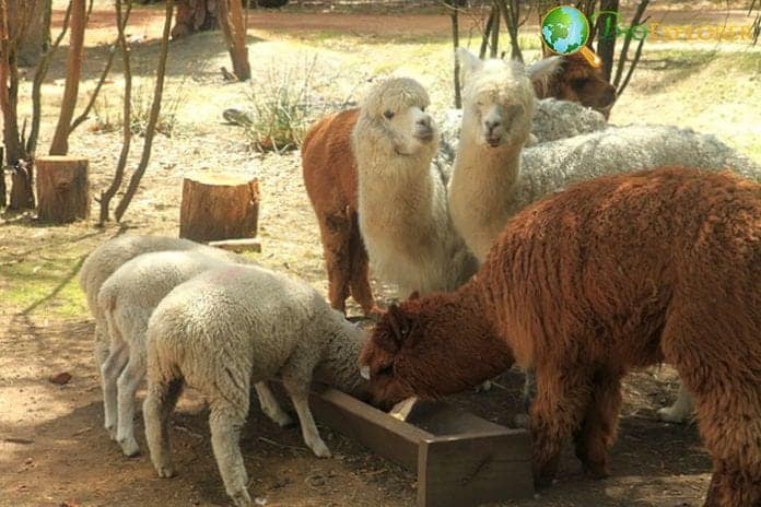 What Do Alpacas Eat? | Alpacas Diet By Types | Biology Explorer