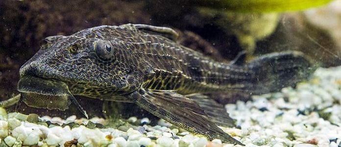 What Do Catfish Eat? | Catfish Diet By Types | What Eats Catfish?