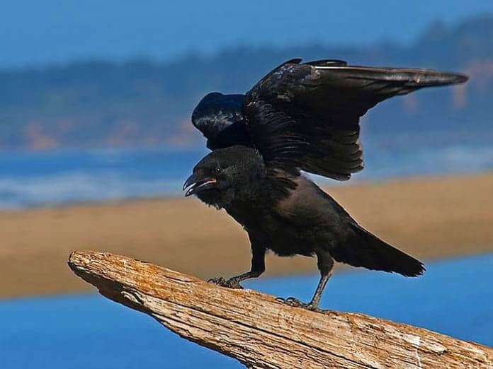 What Do Crows Eat? | Crows Diet By Types | What Eats Crows?