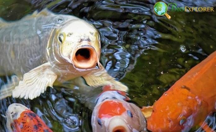 What Do Koi Fish Eat? | Koi Fish Diet By Types | What Eats Koi Fish?