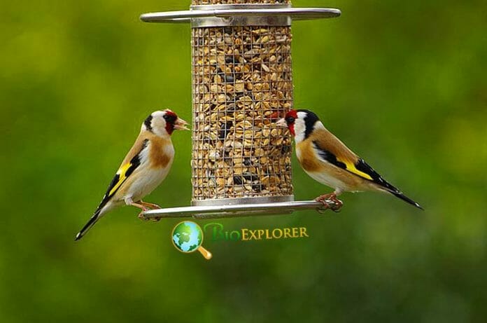 What Do Goldfinches Eat? | Goldfinch Diet By Types | What Eats Goldfinches?