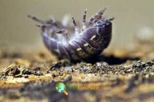 What Do Rolly Pollies Eat? | What Eats Rolly Pollies? | Biology Explorer