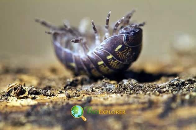 What Do Rolly Pollies Eat? | What Eats Rolly Pollies? | Biology Explorer