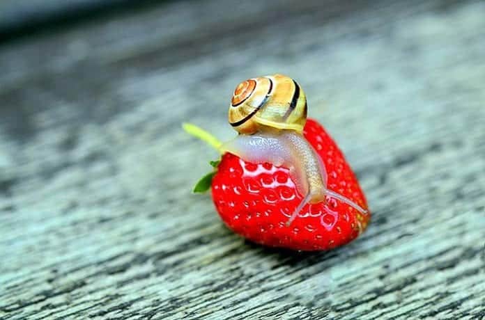 What Do Snails Eat? | Diet By Snail Types | What Eats Snails?