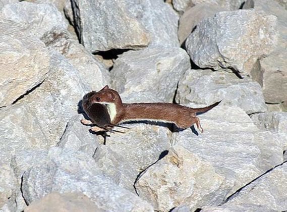 What Do Weasels Eat? | Weasels Diet By Types | What Eats Weasels