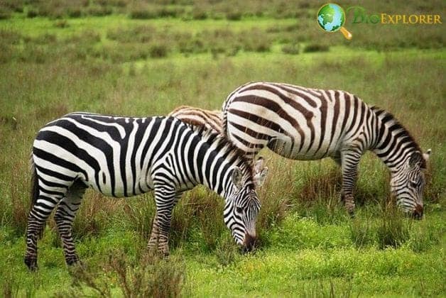 What Do Zebra Eat? | Zebras Diet by Types | What Eats Zebras?