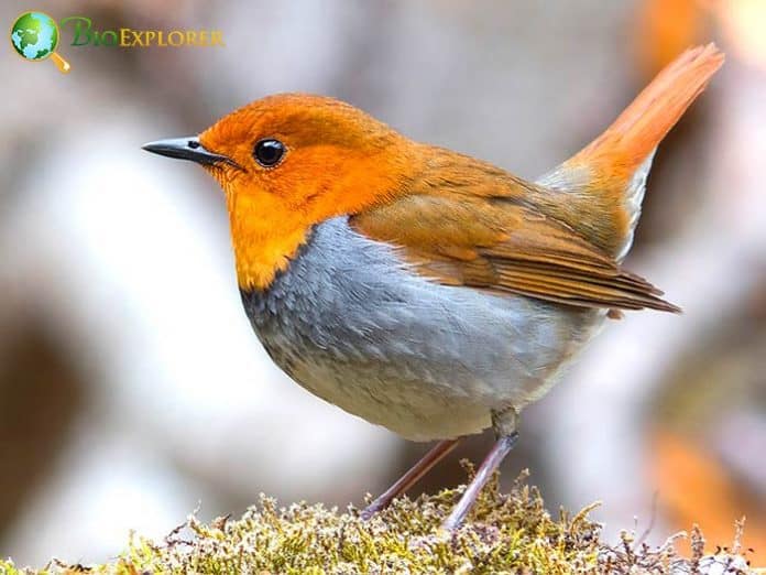 What Do Robins Eat? | Robins Diet By Types | What Eats Robins?