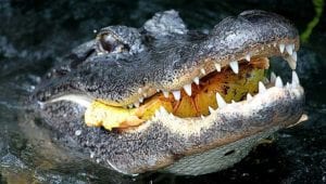What Do Alligators Eat? | American Alligator & Chinese Alligator Diet