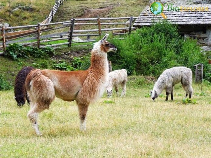 What Do Alpacas Eat? | Alpacas Diet By Types | Biology Explorer