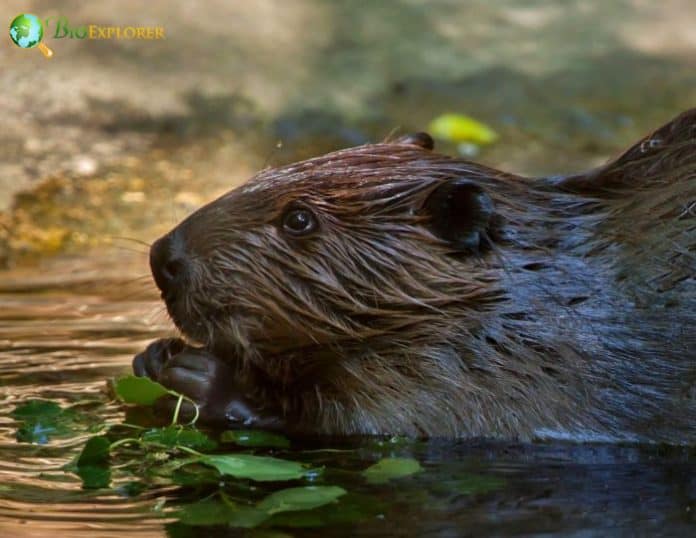 What Do Beavers Eat? | Beavers Diet By Types | BioExplorer.net