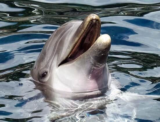 What Do Dolphins Eat? | Dolphin Diets By Types | Biology Explorer