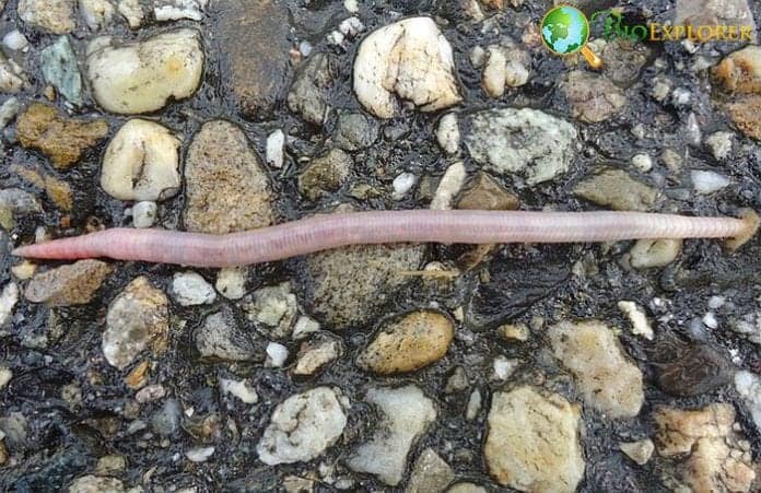 What Do Earthworms Eat? | Earthworms Diet | What Eats Earthworms?