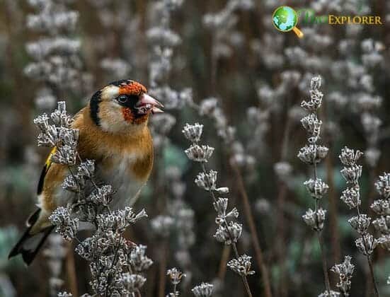 What Do Goldfinches Eat? | Goldfinch Diet By Types | What Eats Goldfinches?