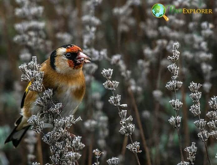 What Do Goldfinches Eat? | Goldfinch Diet By Types | What Eats Goldfinches?