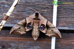What Do Moths Eat? | What Eats Moths? | Moths Diet By Types
