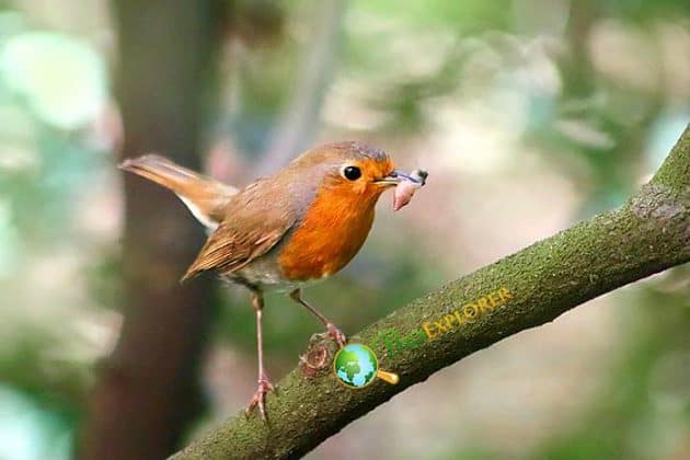 What Do Robins Eat? | Robins Diet By Types | What Eats Robins?