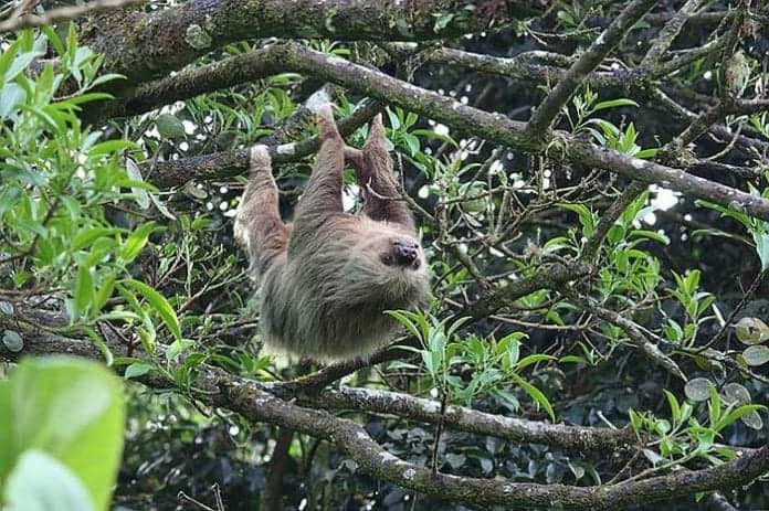 What Do Sloths Eat? | Sloths Diet By Types | What Eats Soths?