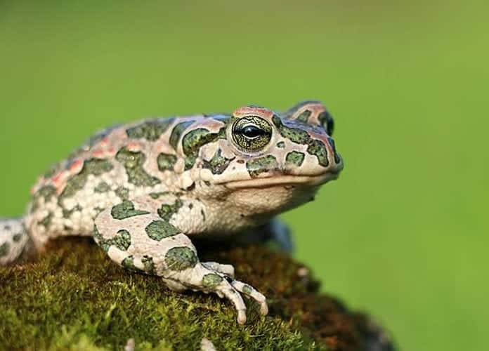 What Do Toads Eat? | Toads Diet By Types | What Eats Toads?
