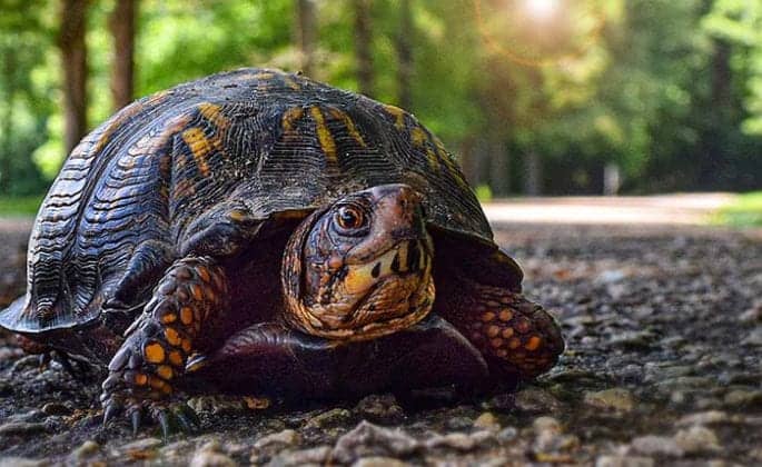 What Do Turtles Eat? | Turtle Diet By Types | What Eats Turtles?