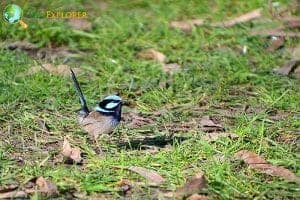 What Do Wrens Eat? | Wrens Diet By Types | Biology Explorer