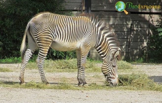 What Do Zebra Eat? | Zebras Diet by Types | What Eats Zebras?