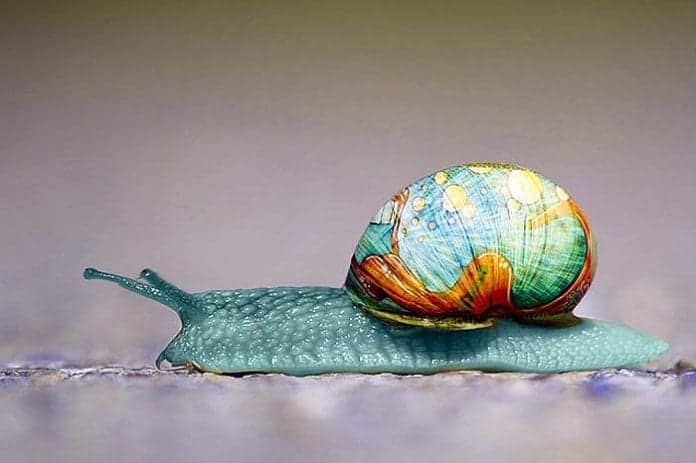 What Do Snails Eat? | Diet By Snail Types | What Eats Snails?