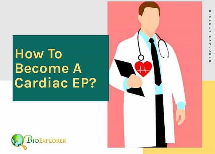 How To Become A Cardiac Electrophysiologist (EP)? - BioExplorer.Net
