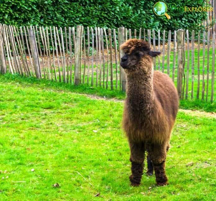 What Do Alpacas Eat? | Alpacas Diet By Types | Biology Explorer
