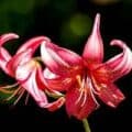 Lily Flowers | 150+ Types of Lilies | True Lilies | Non-True Lilies ...
