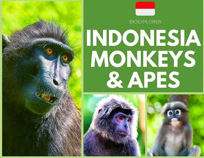 Indonesian Monkeys | Monkeys & Apes Endemic To Indonesia